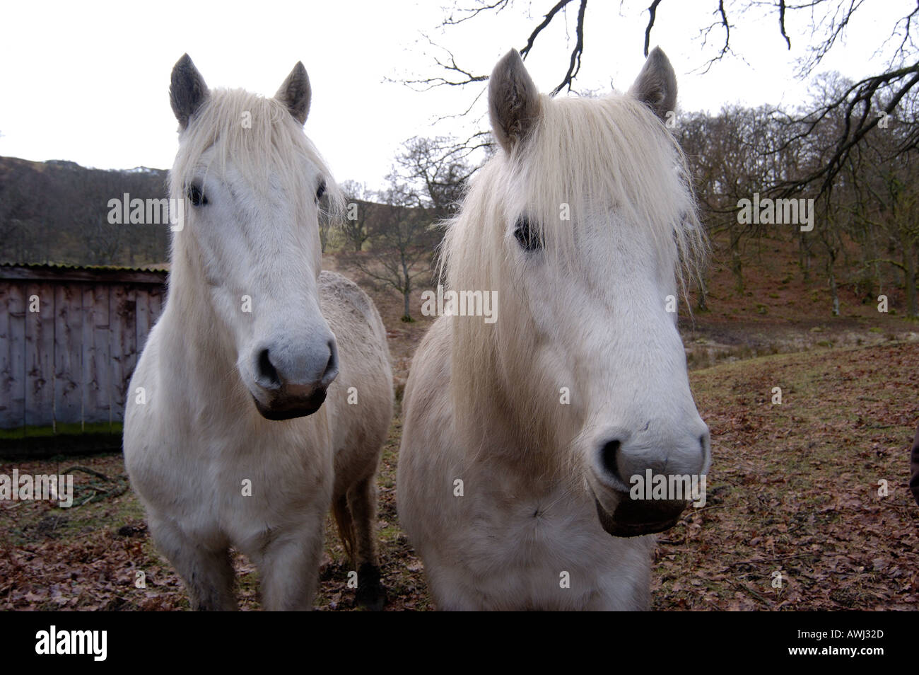 Two Highland Ponies Stock Photo - Alamy