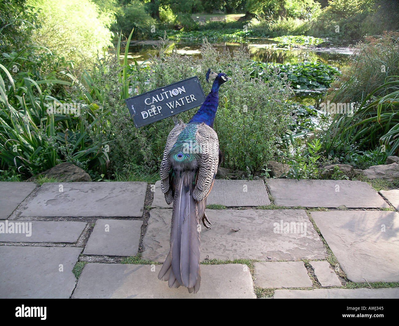 Peacock in the gardens hi-res stock photography and images - Alamy