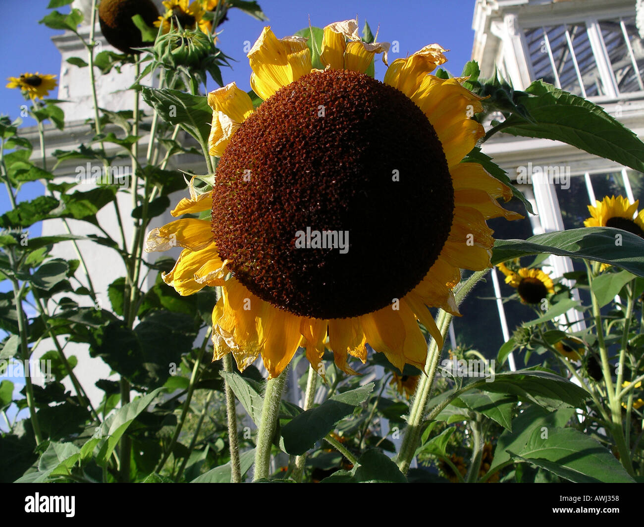 Giant sunflower outside hothouse in Kew Gardens London Stock Photo - Alamy