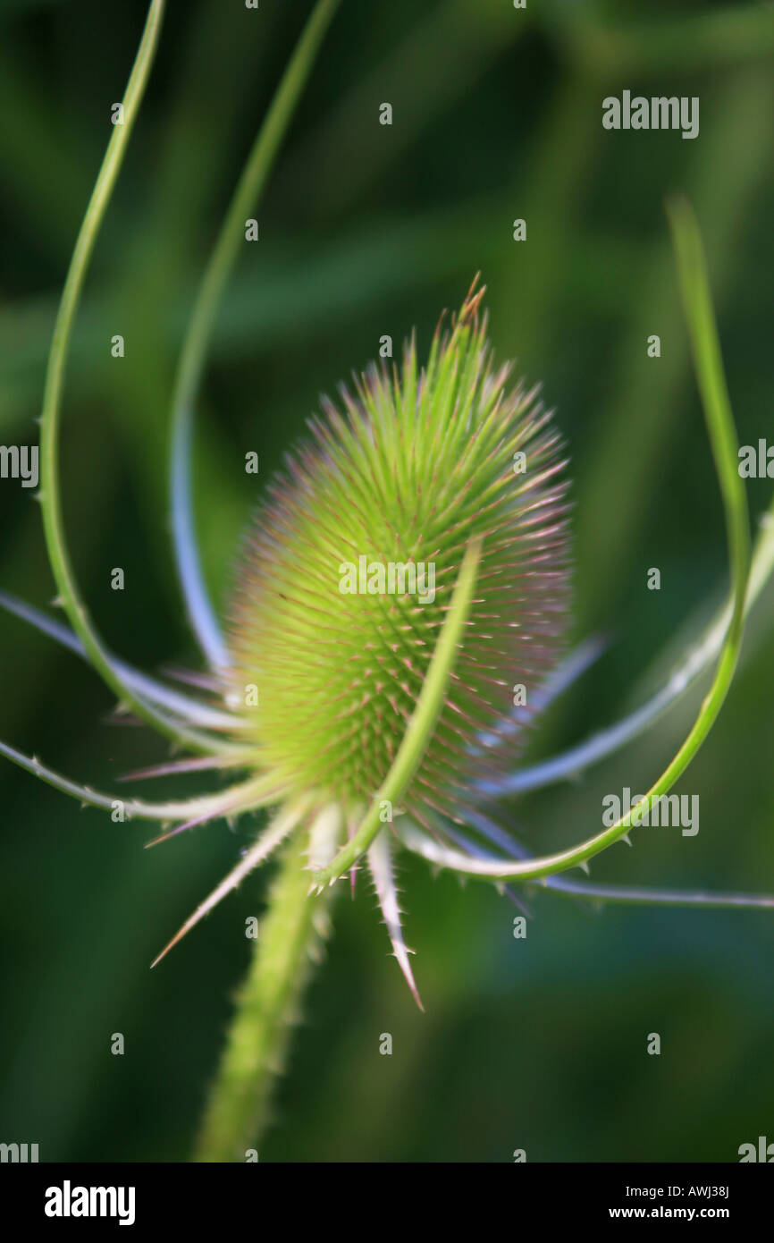 Thistle flower in roadside verge outside Brabourne Lees, Ashford, Kent ...