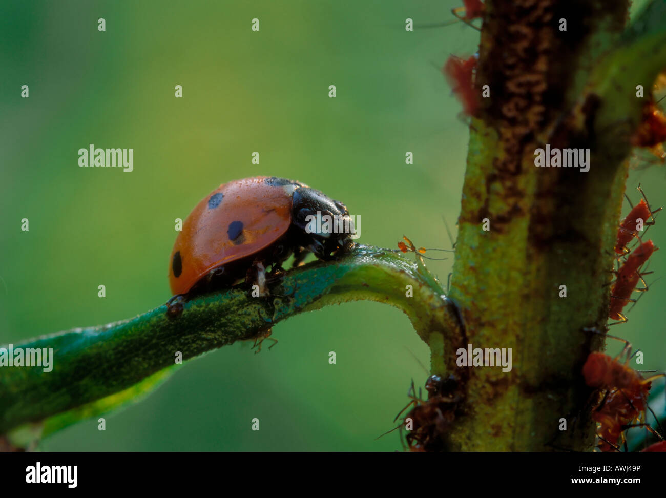 Ladybug beetle,aphids,on plant Stock Photo - Alamy