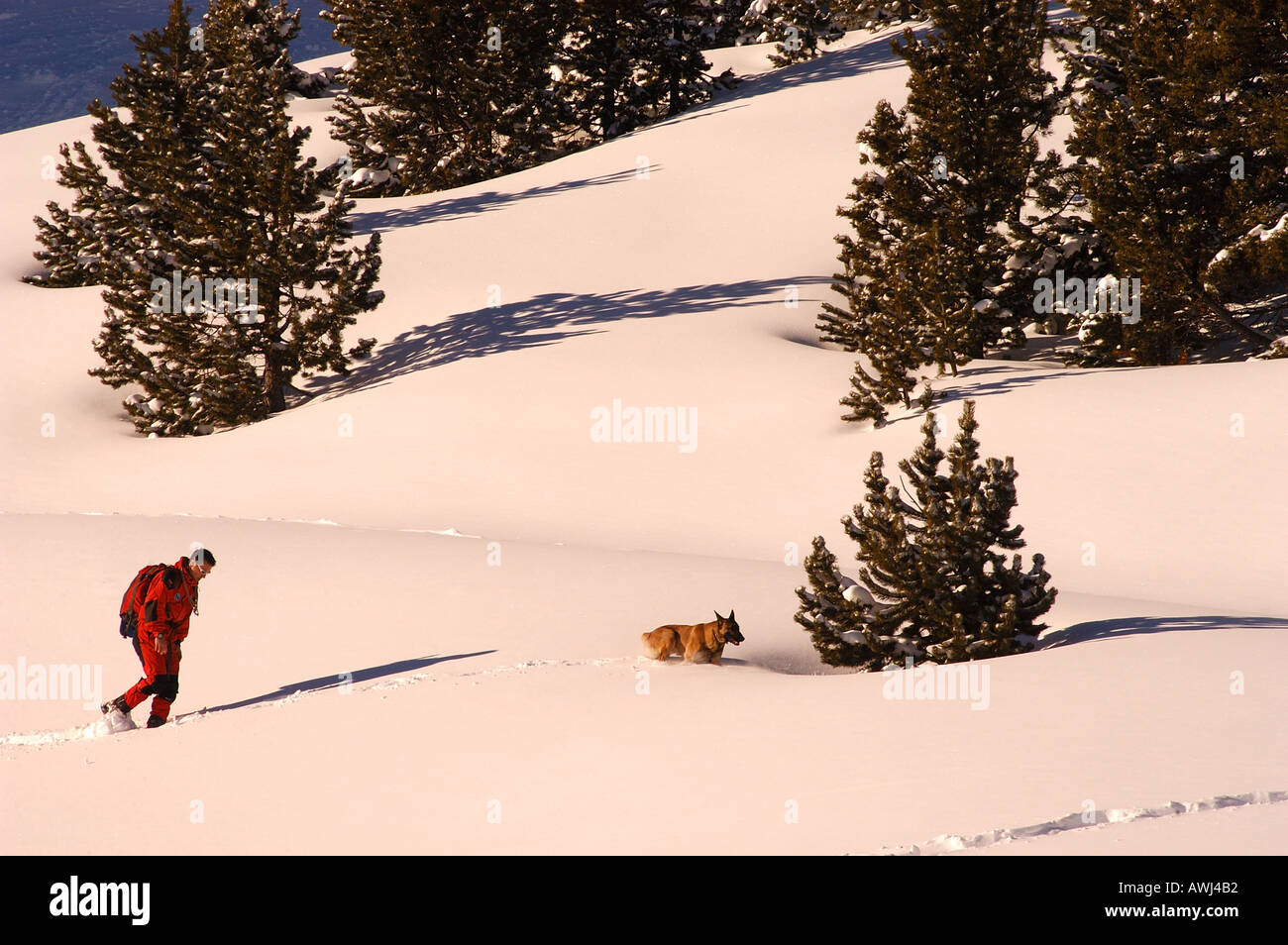 mountain rescue and dog Soldeu ski resort Andorra Stock Photo - Alamy