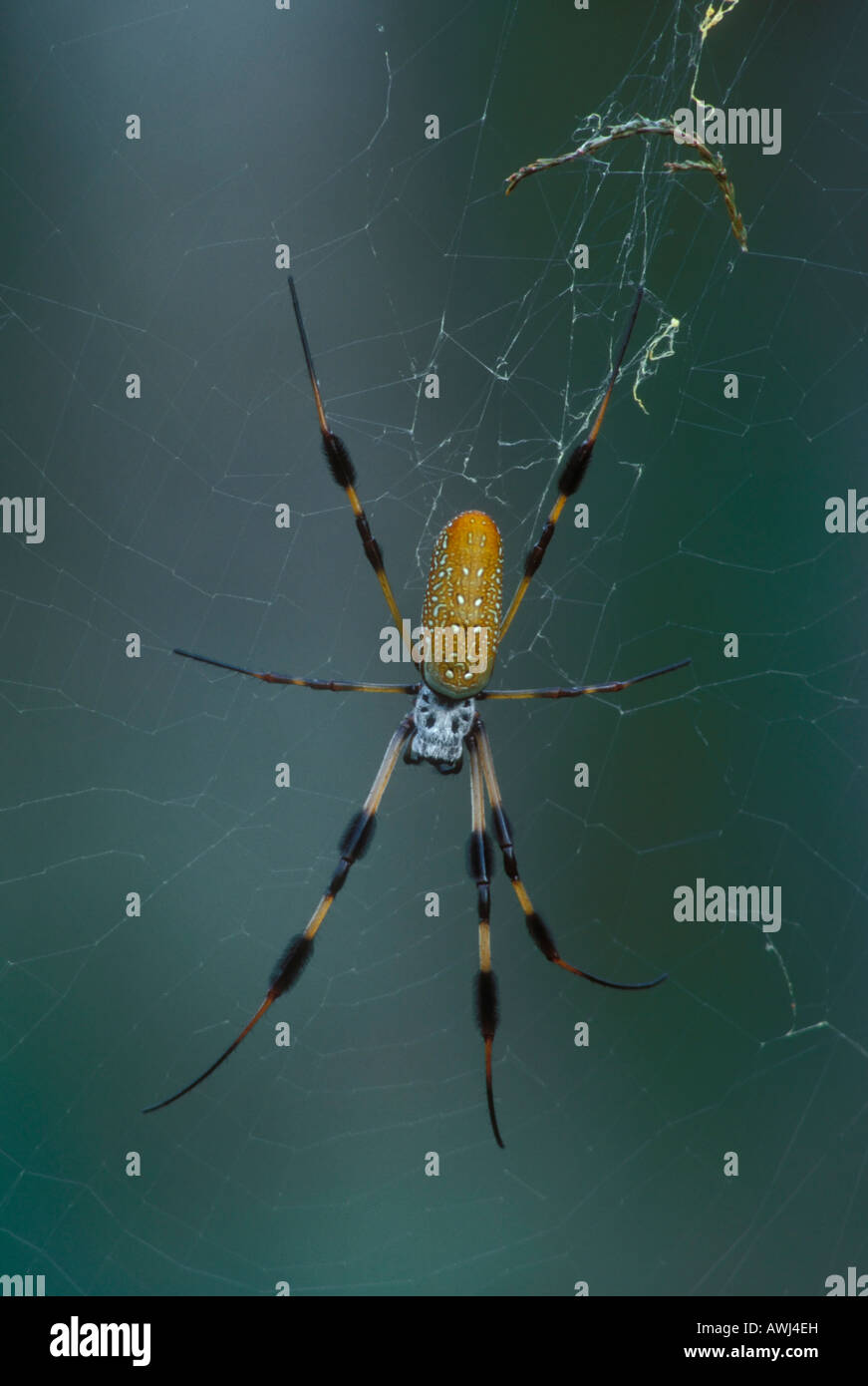 Golden-Silk spider (Nephila clavipes) in web,missing one leg Stock ...