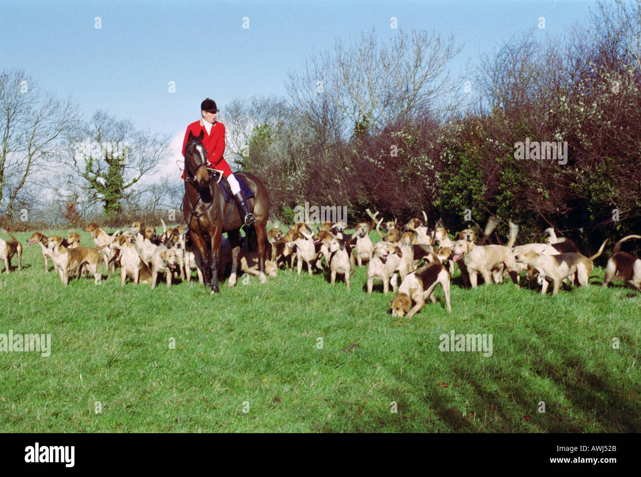 Huntmaster Hounds Field Stock Photo - Alamy