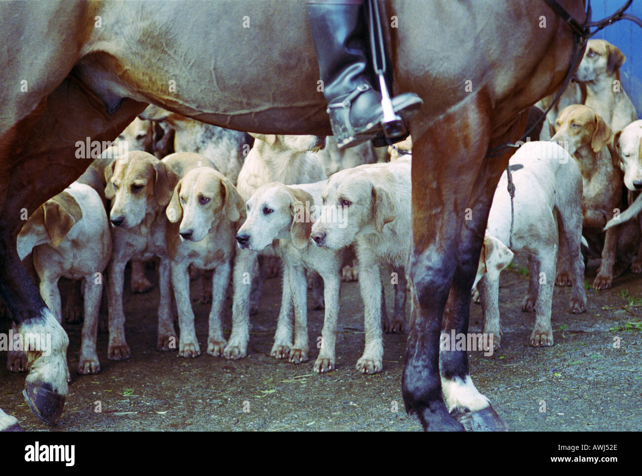 Huntsman and hounds hi-res stock photography and images - Alamy