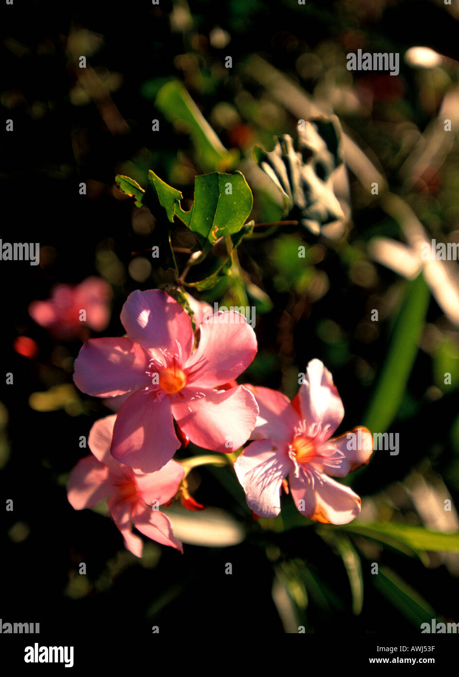 Usvi flower hi-res stock photography and images - Alamy