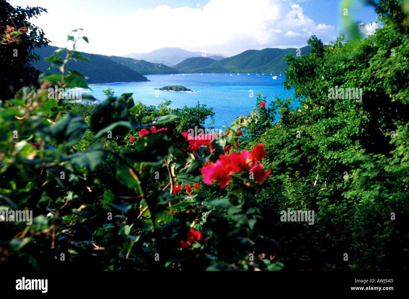Usvi flower st john hi-res stock photography and images - Alamy