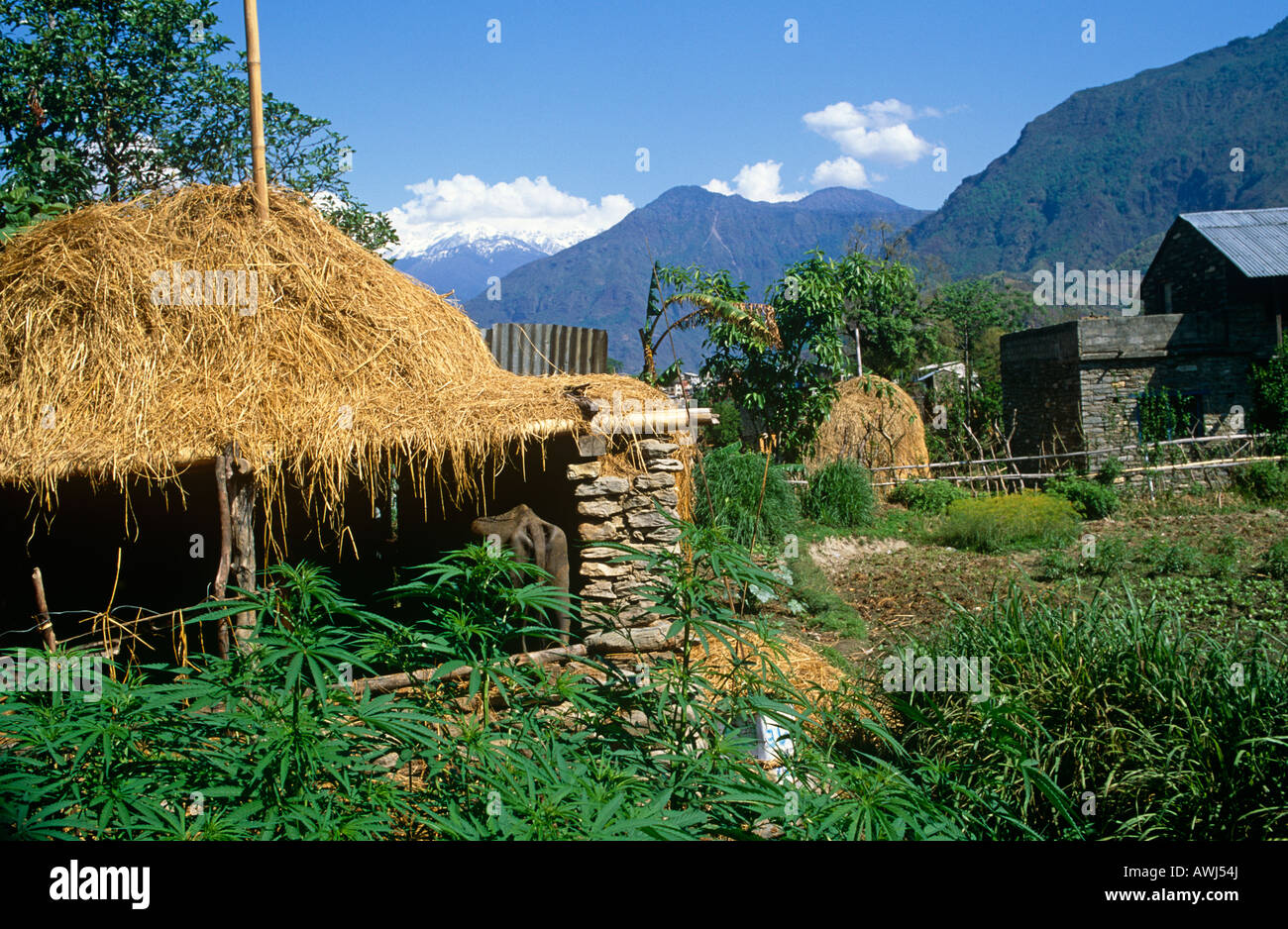 Fauna in nepal hi-res stock photography and images - Alamy