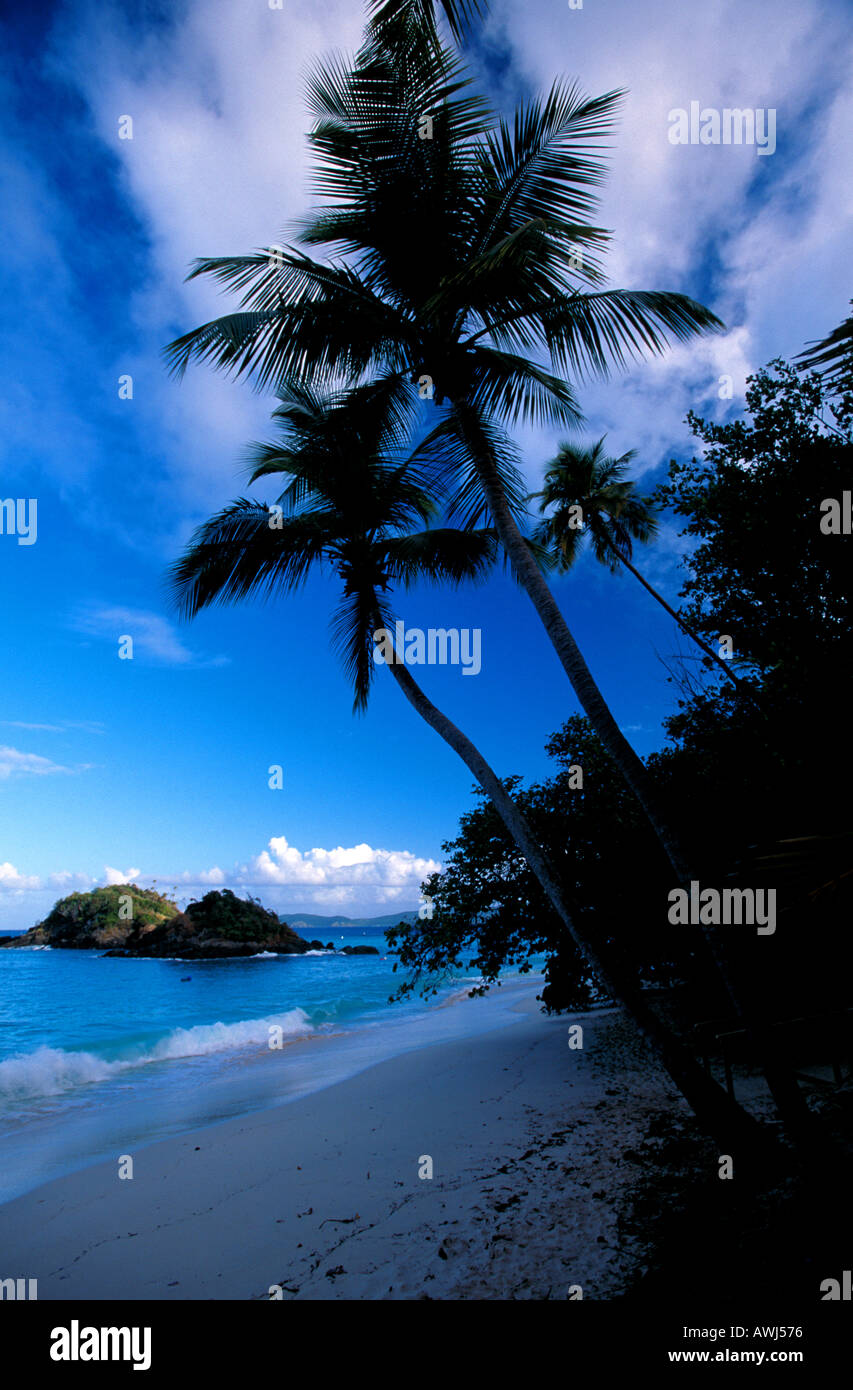 Palm Trees on a Beach at St john USVI Stock Photo - Alamy