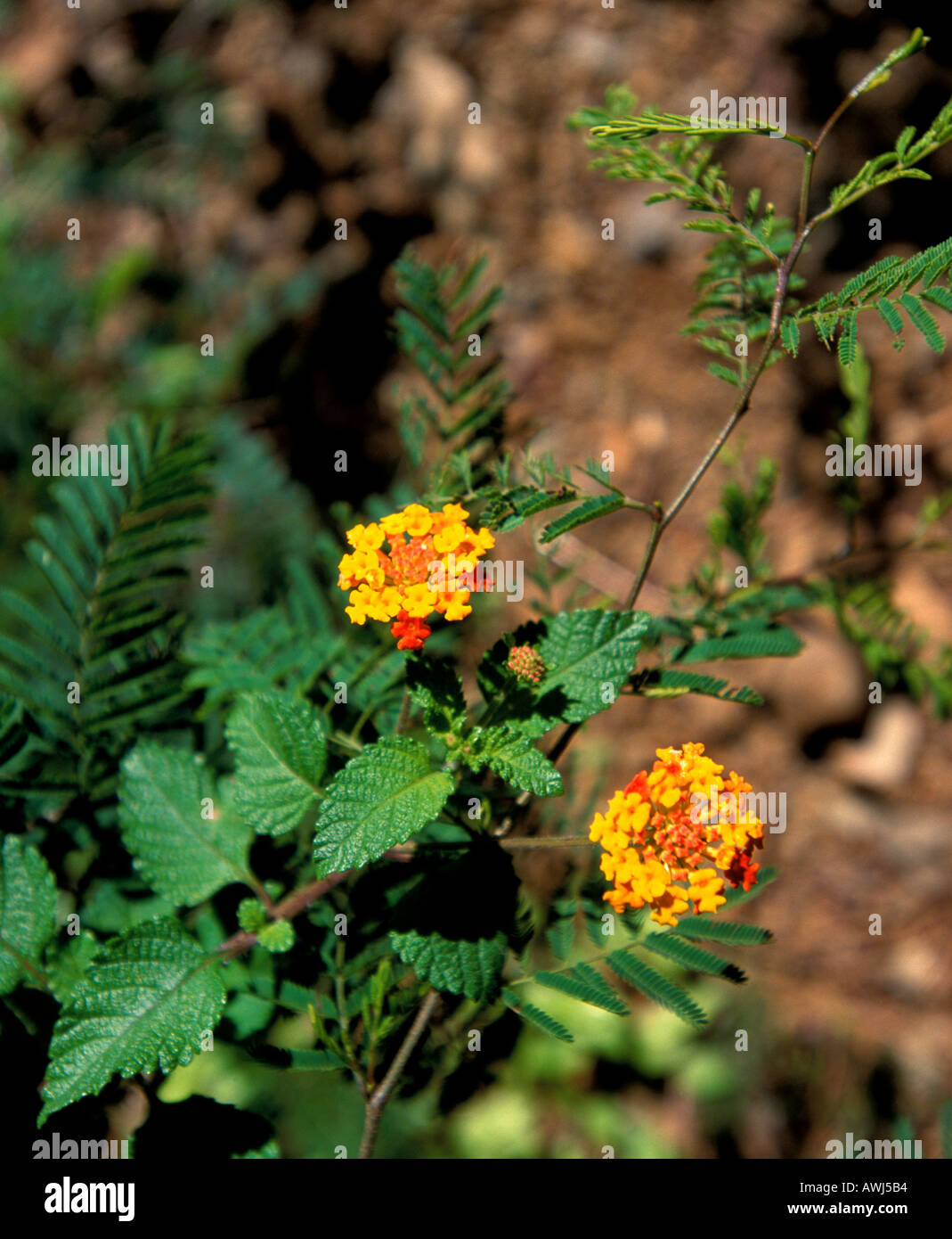 Usvi flower hi-res stock photography and images - Alamy