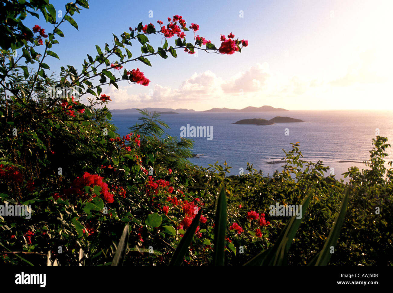Coral Bay at Daybreak with Red Flower at St John USVI Stock Photo - Alamy