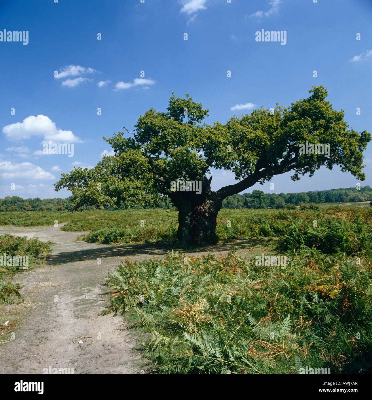 Ancient oak tree hi-res stock photography and images - Alamy