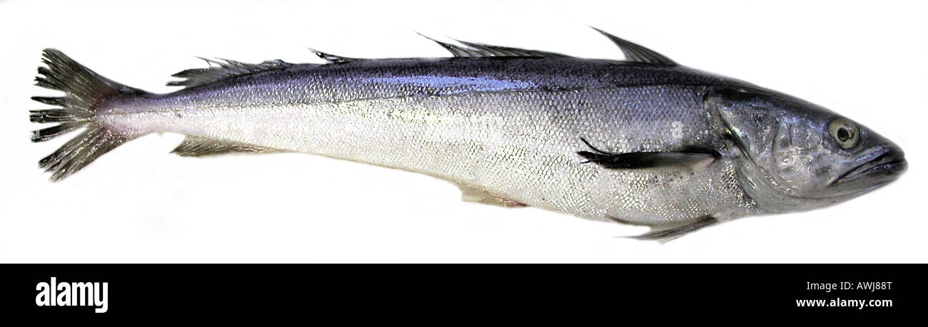 European Hake (Merluccius merluccius), dead specimen, studio picture ...