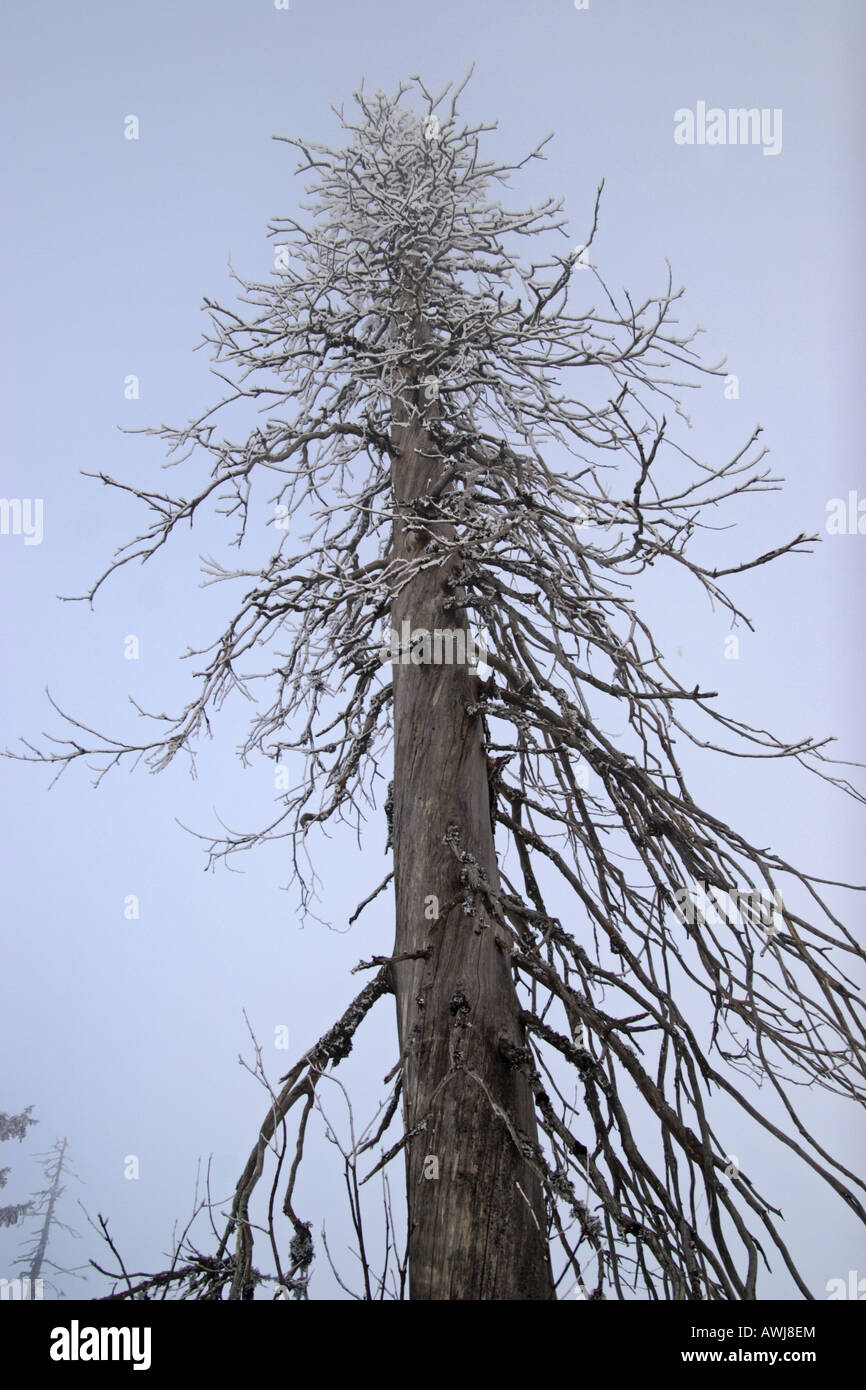 Death trees hi-res stock photography and images - Alamy