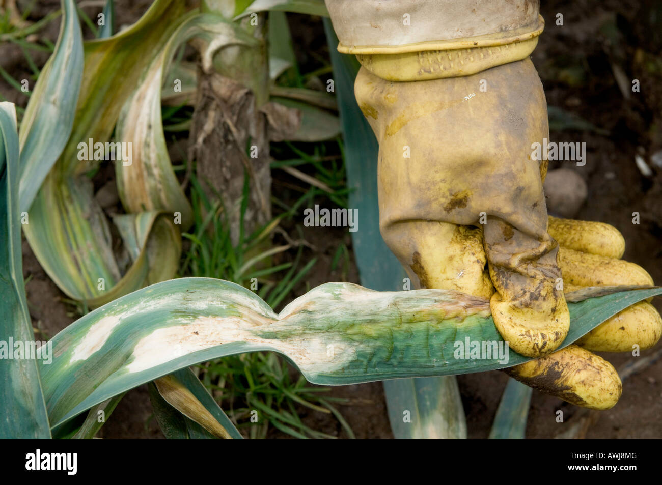 Horticulturist showing fungal disease White Tip on leaf of a leek plant ...