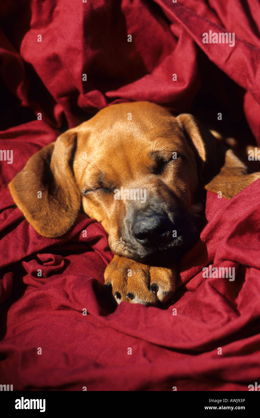 Rhodesian Ridgeback (Canis lupus familiaris), puppy sleeping in a red ...