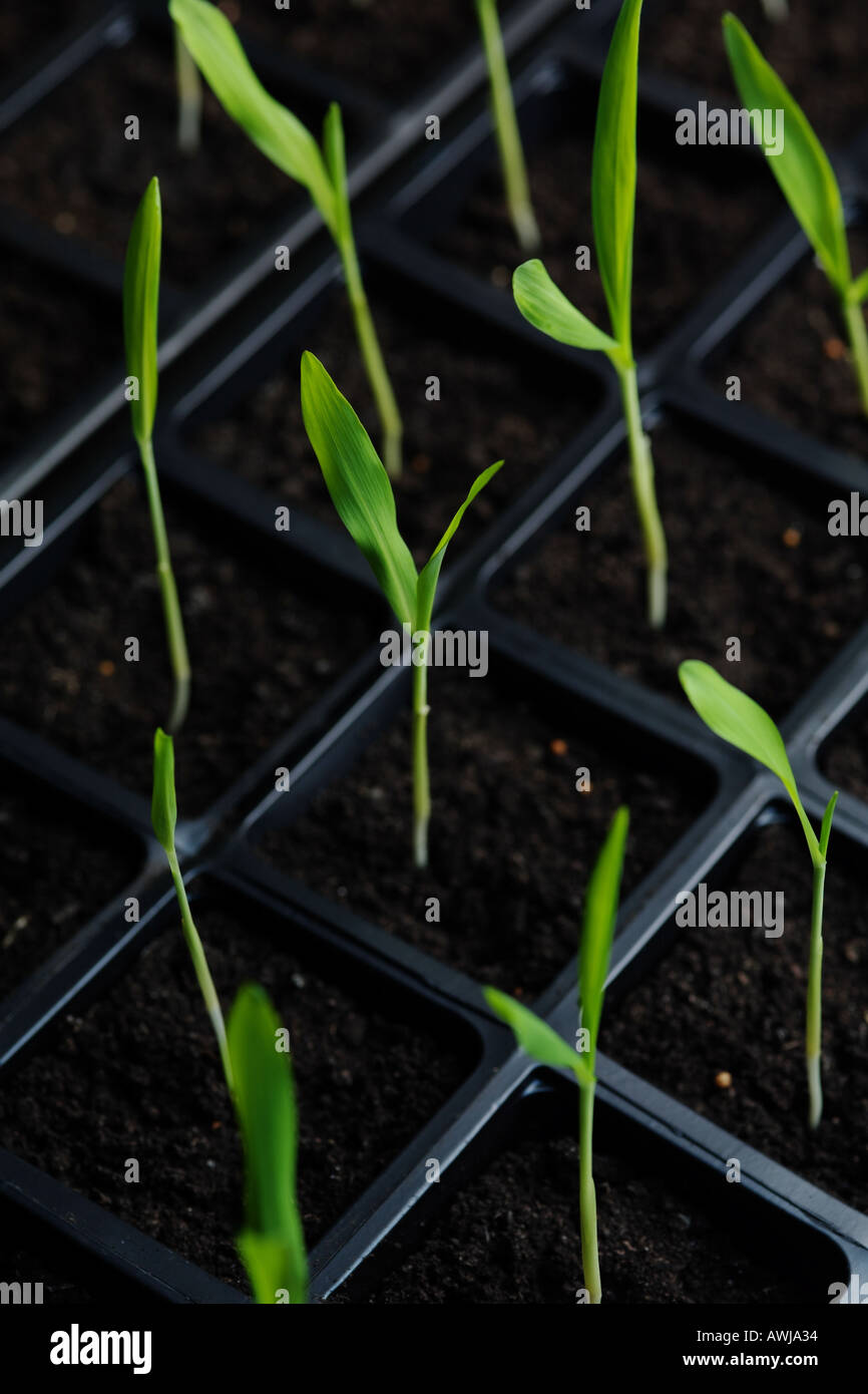 Seed germination test hi-res stock photography and images - Alamy