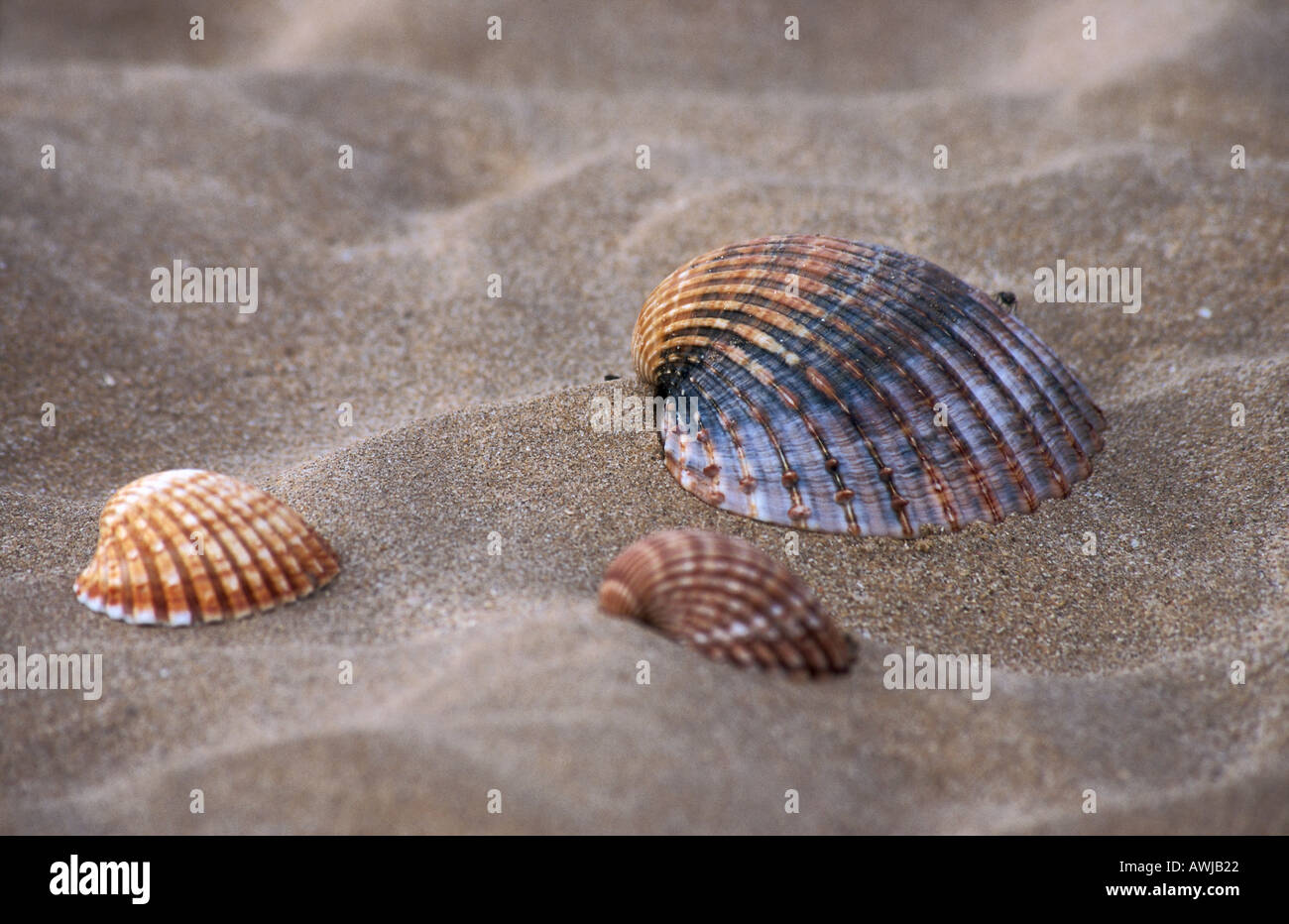 Close-up of sea shells on sand Stock Photo - Alamy
