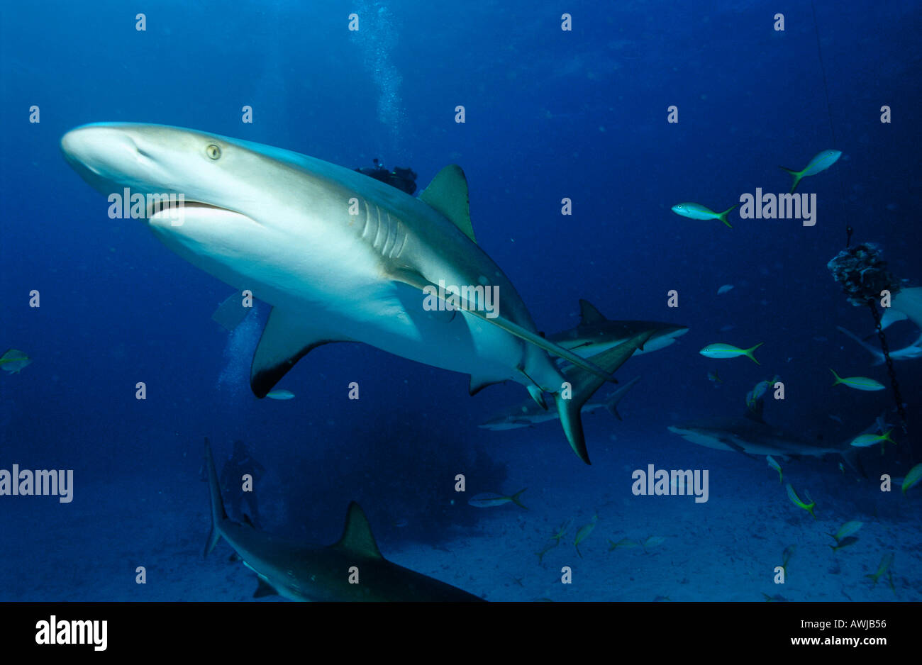 Caribbean reef shark (Carcharhinus perezi) and fish swimming underwater ...
