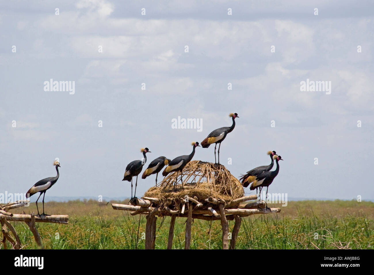 Sentinels tribe hi-res stock photography and images - Alamy