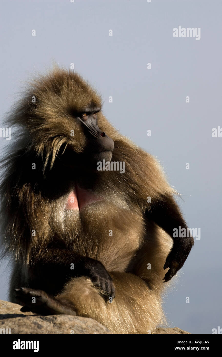 Haughty animal hi-res stock photography and images - Alamy