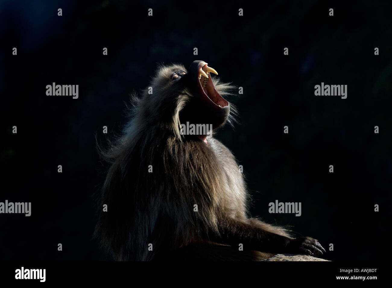 Male Gelada Baboon Sings, Simien Mountains National Park, Ethiopia ...