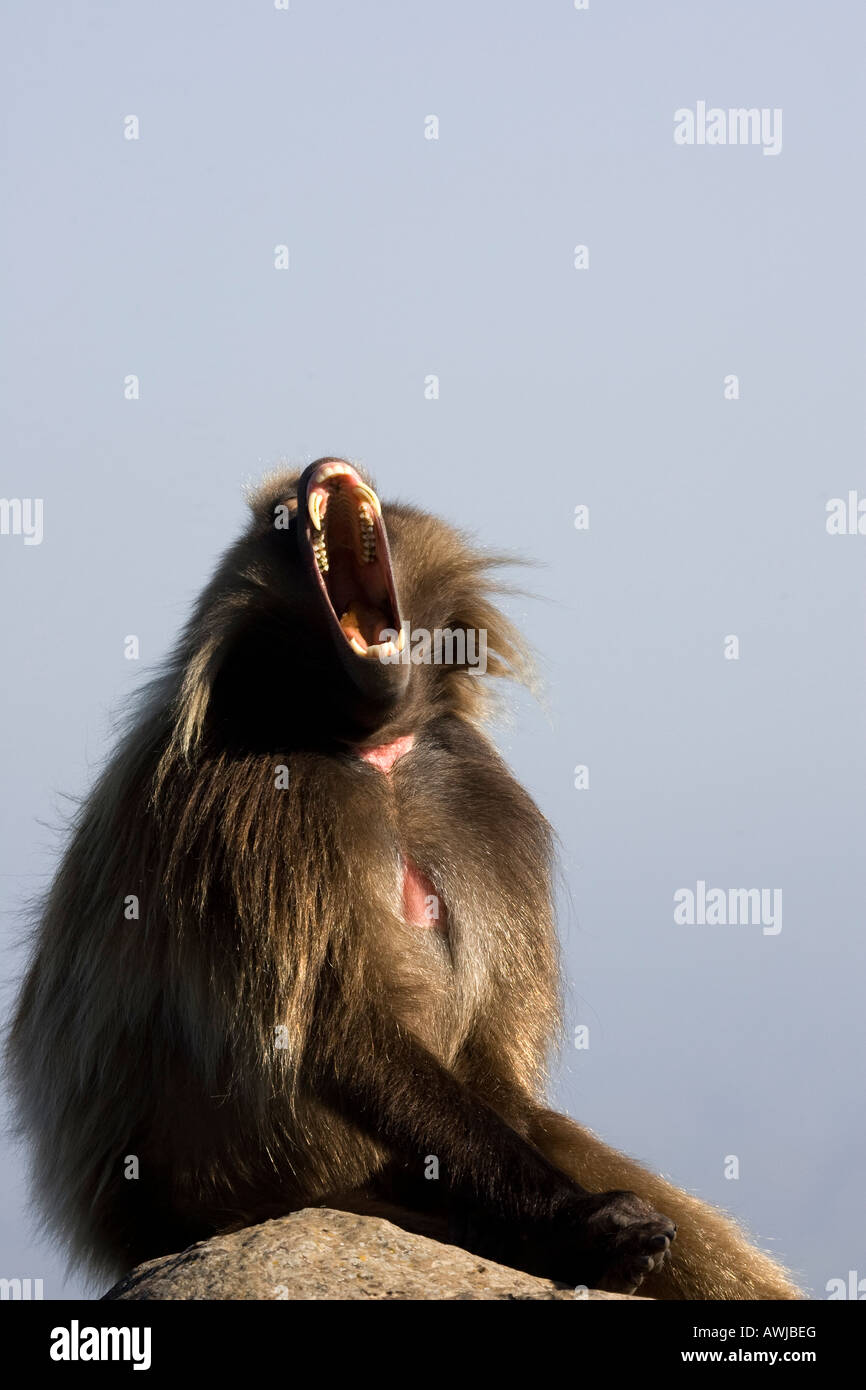 A Roaring Gelada Baboon, Simien Mountains National Park, Ethiopia Stock ...