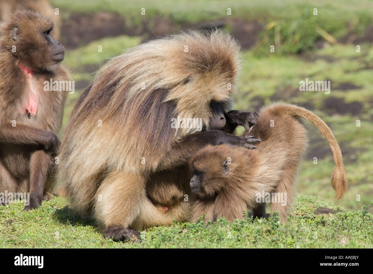 Family of Geleada Babboons Grooming, Simien Mountains, Ethiopia Stock ...