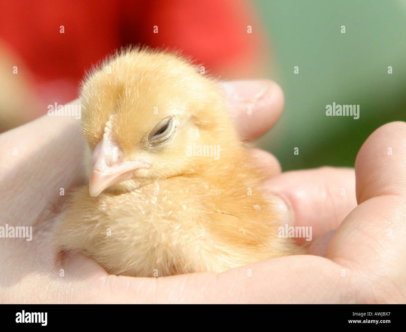 A small baby chick Stock Photo - Alamy