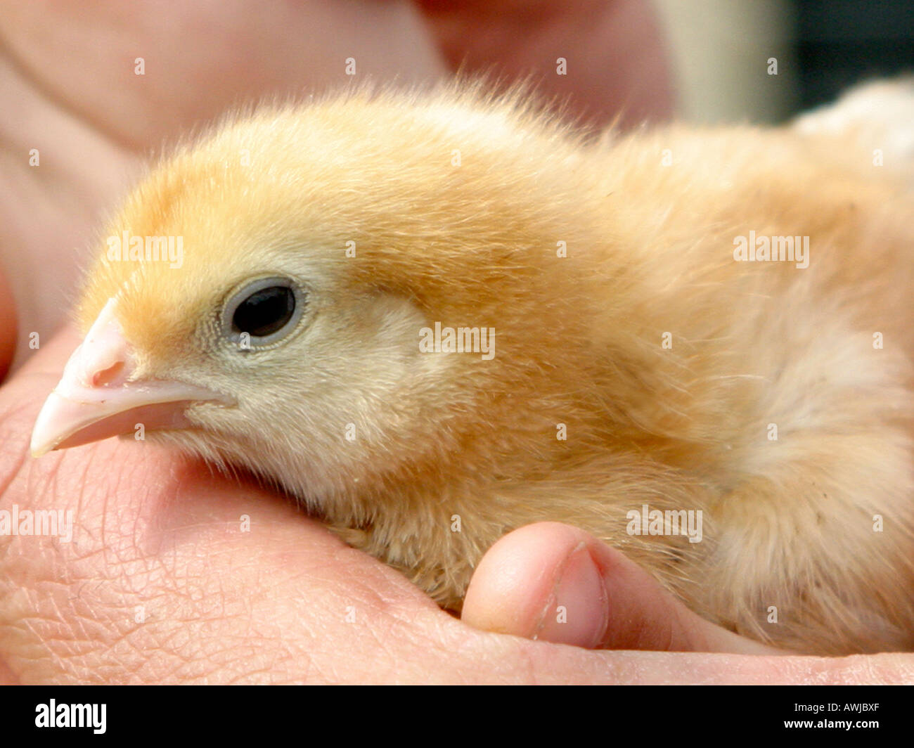 Chick being held hi-res stock photography and images - Alamy