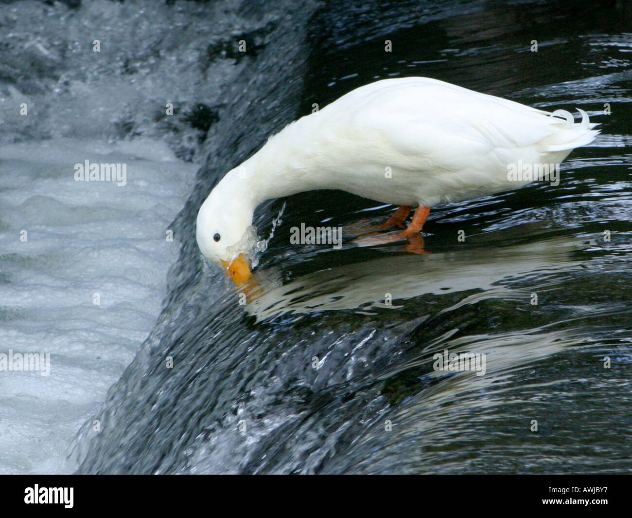 A white goose taking a drink of water, with a clean bill of health ...