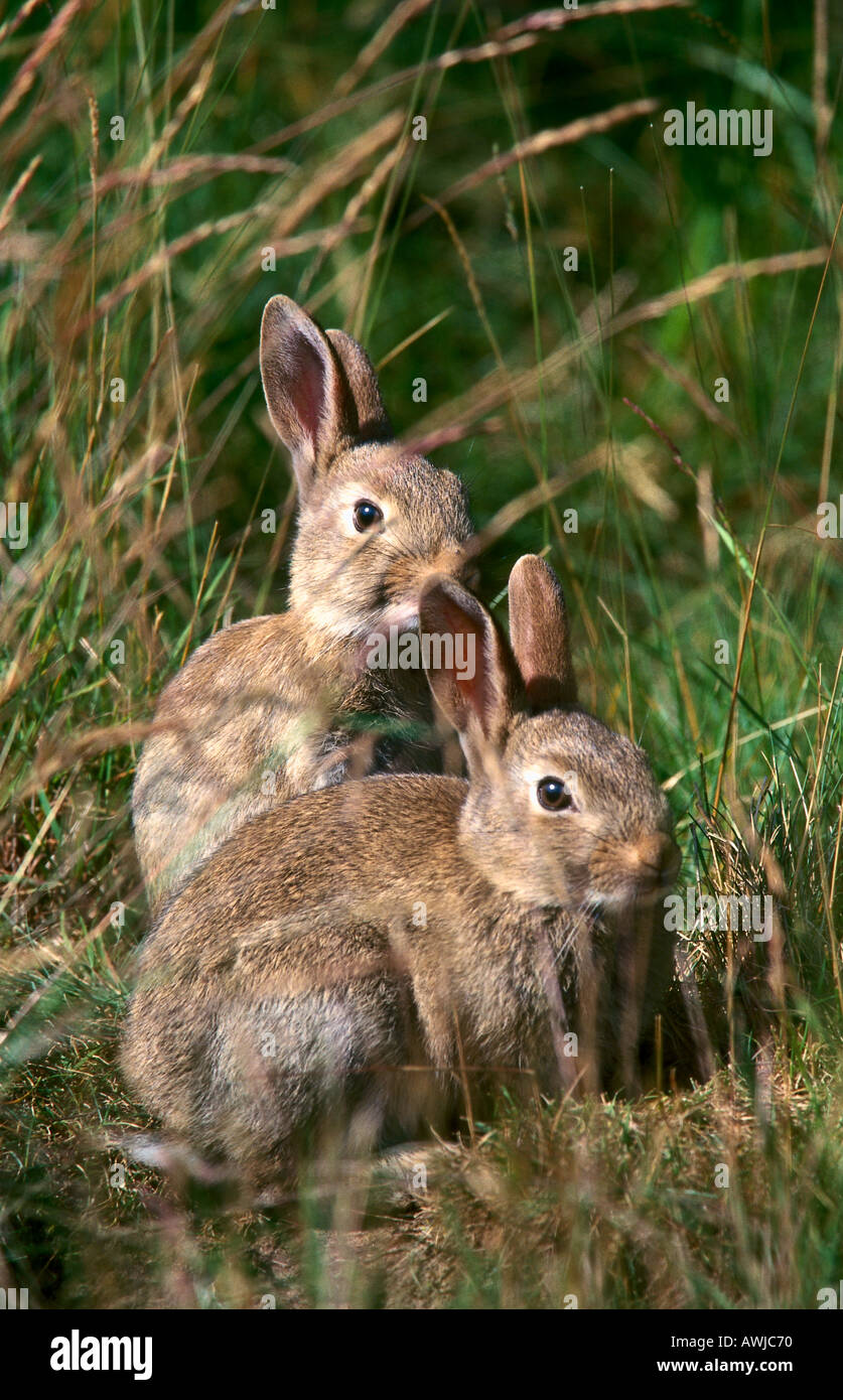 Two European Rabbits (Oryctolagus cuniculus) in field, Lunenburg Heath ...