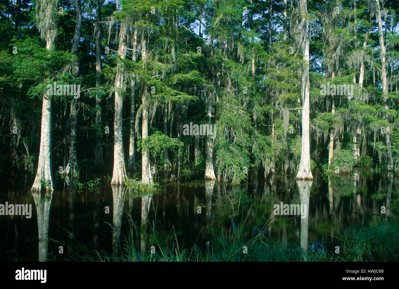 Cypress trees in cypress swamp, Bayou, Atchafalaya Basin, Louisiana ...