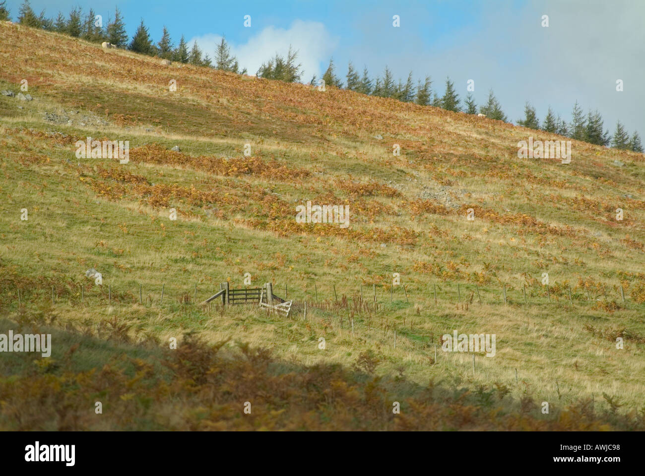 Pine gate hi-res stock photography and images - Alamy