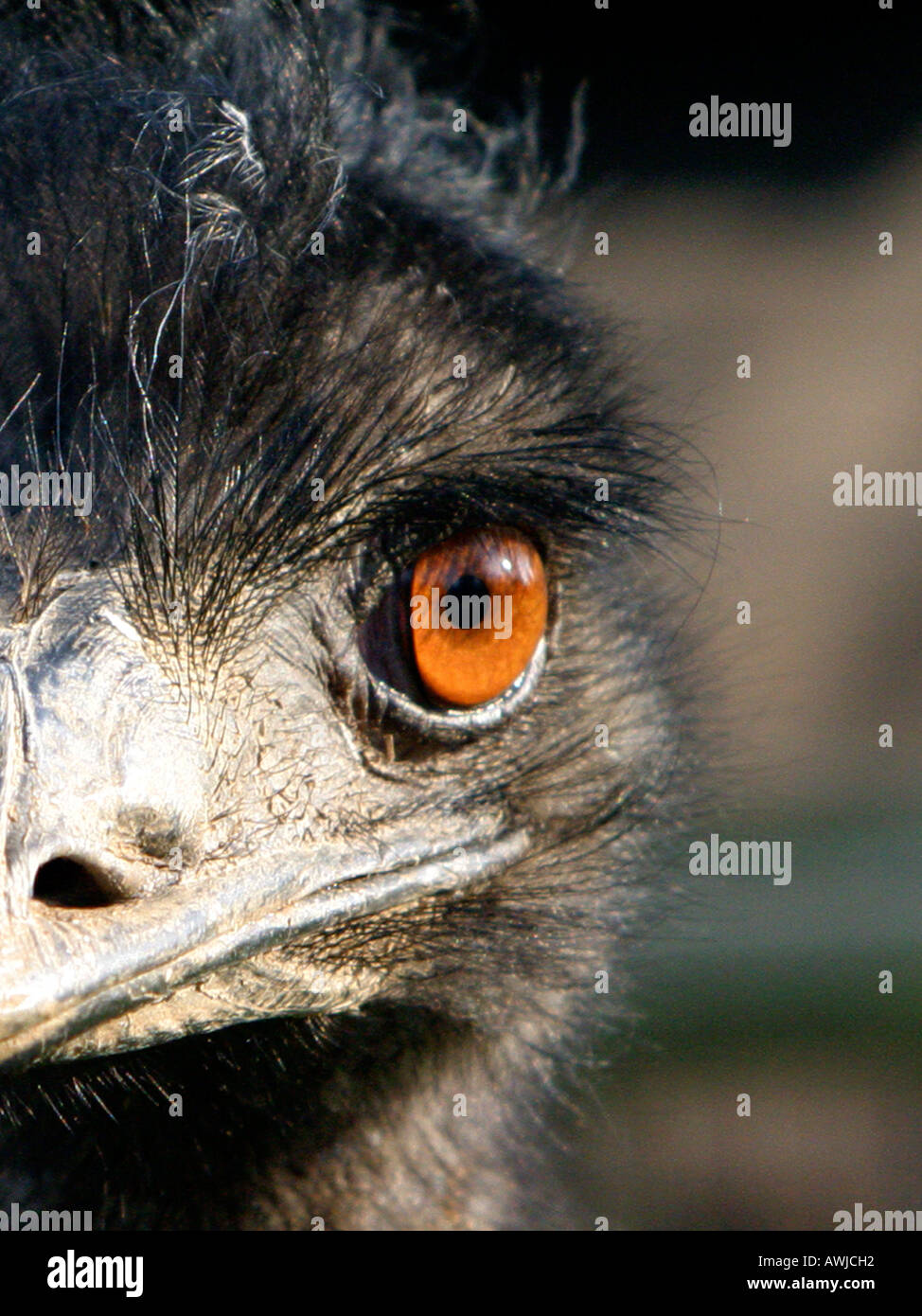The head of an emu Stock Photo - Alamy