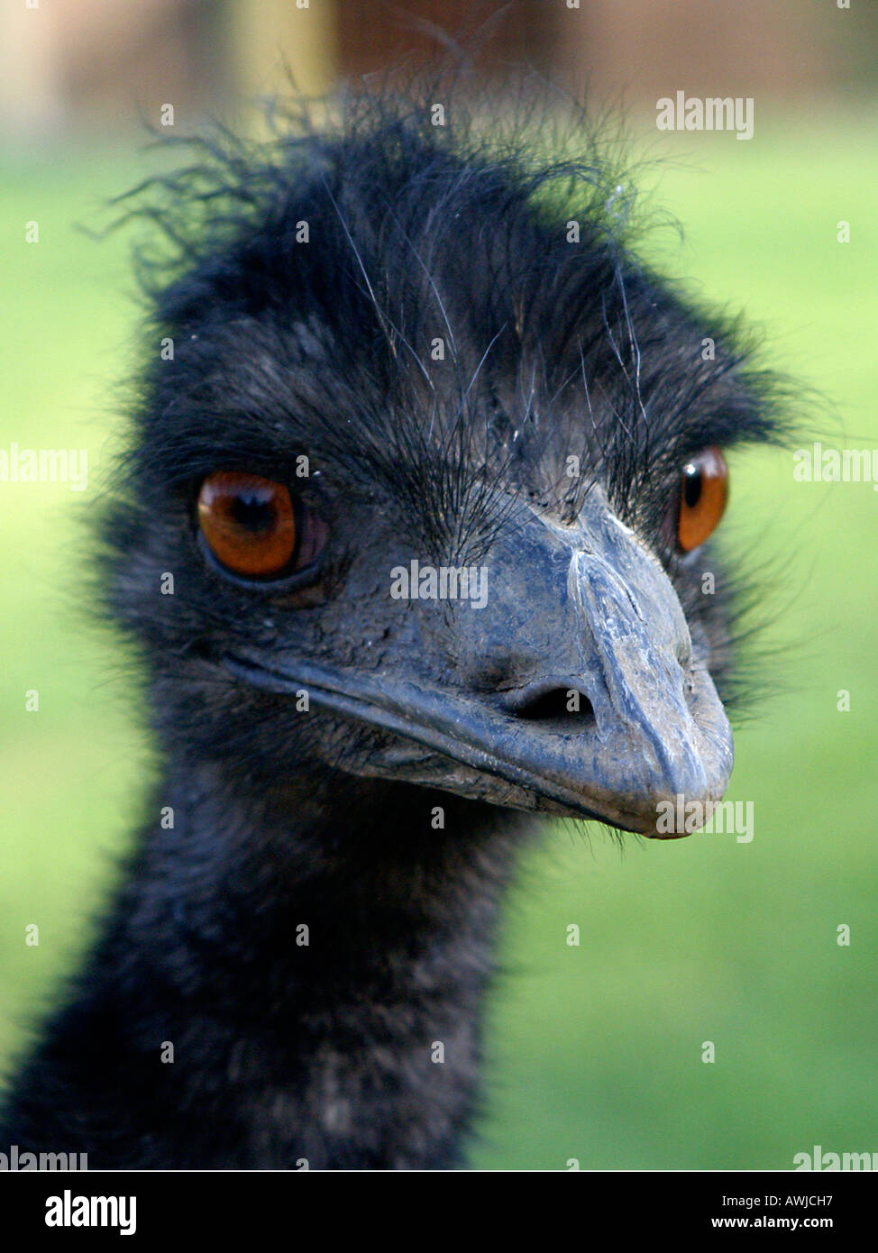 Emu breed hi-res stock photography and images - Alamy