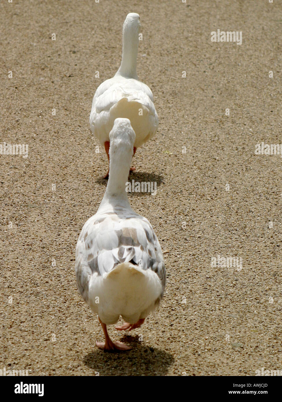 Two geese playing follow the leader Stock Photo - Alamy