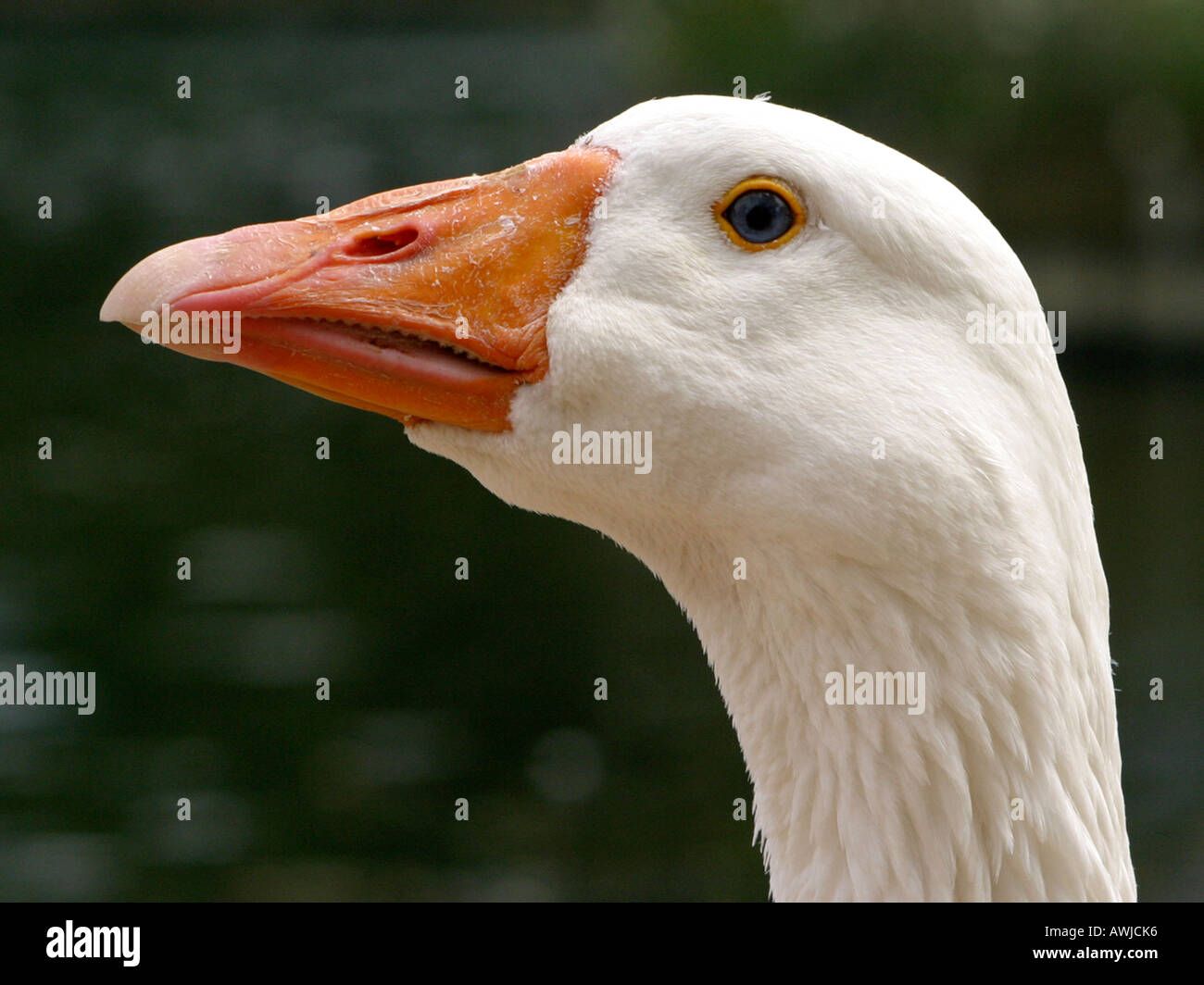 The head of a goose Stock Photo - Alamy