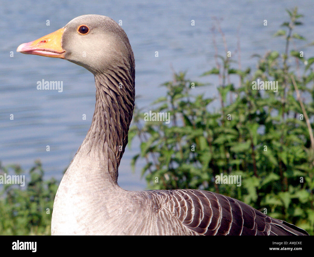 The head of greylag goose Stock Photo - Alamy