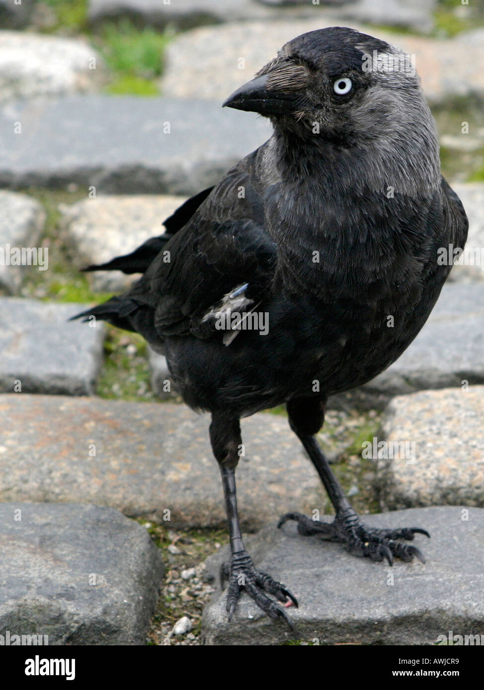A jackdaw hi-res stock photography and images - Alamy