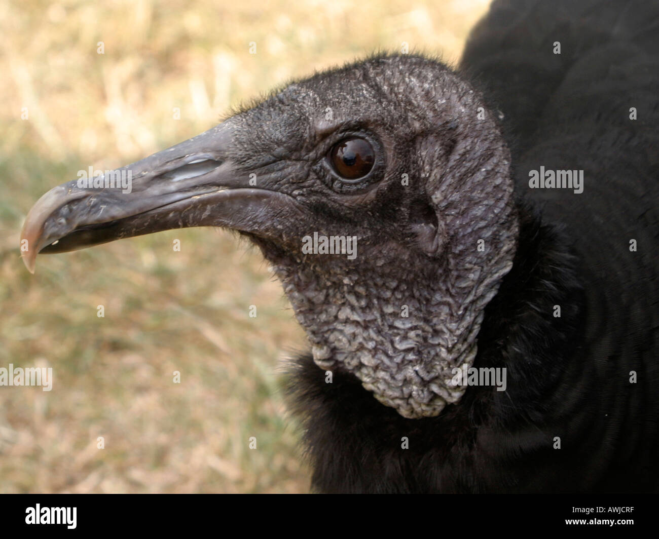 The head of a black vulture Stock Photo - Alamy