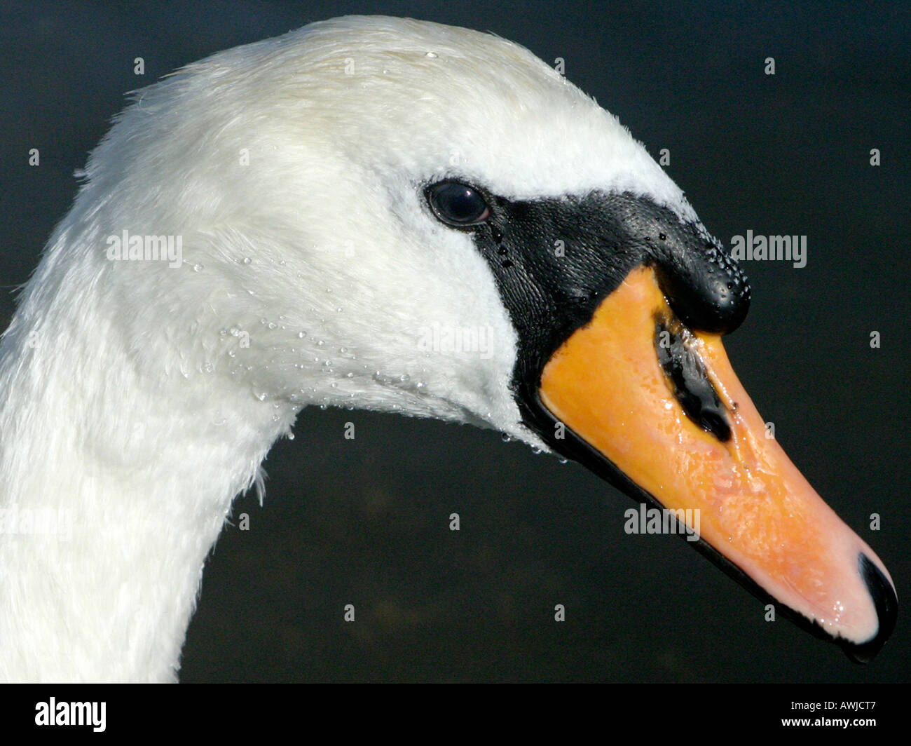 Mute face hi-res stock photography and images - Alamy