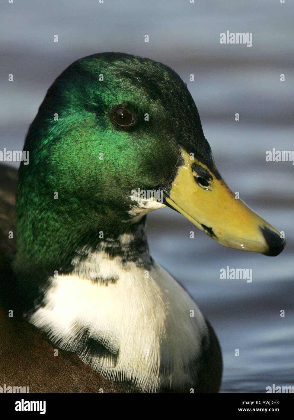 The head of a male mallard Stock Photo - Alamy