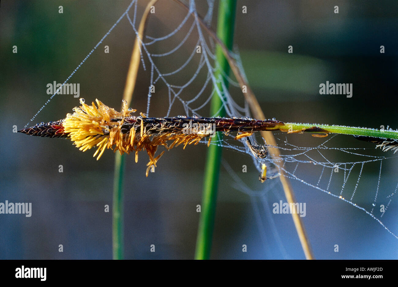 Spiders net on blade of grass Stock Photo - Alamy