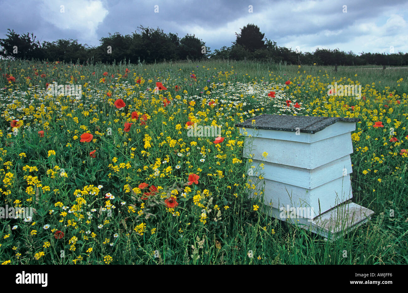 Honey bee hive uk hi-res stock photography and images - Alamy