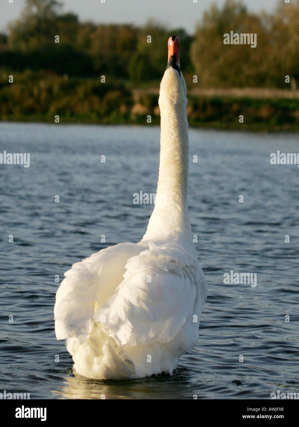 Stick your neck out hi-res stock photography and images - Alamy