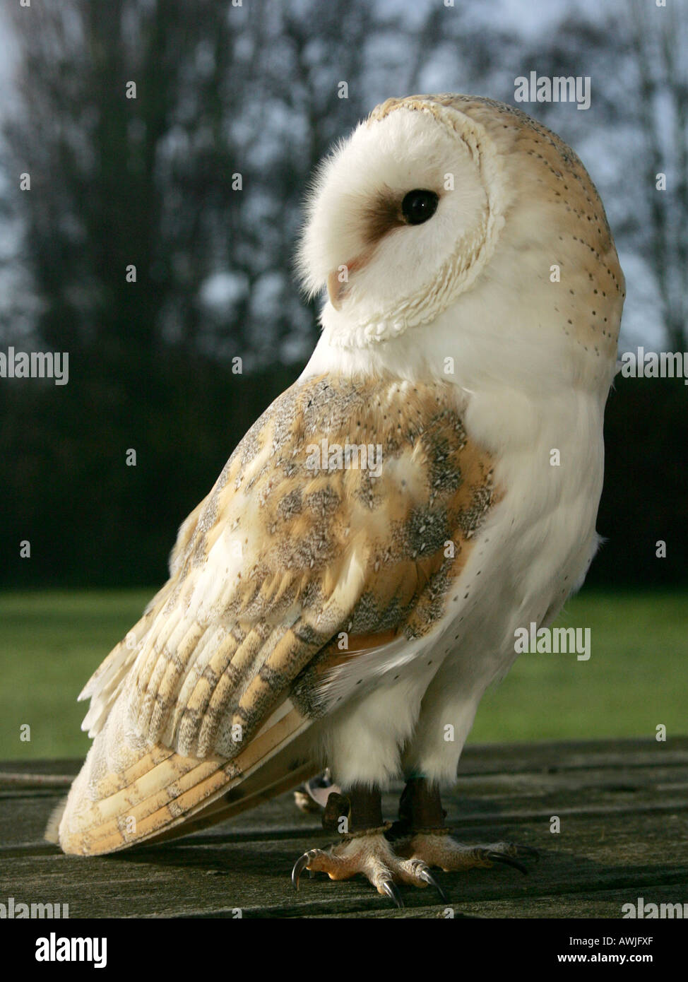 A barn owl looking to the left Stock Photo - Alamy
