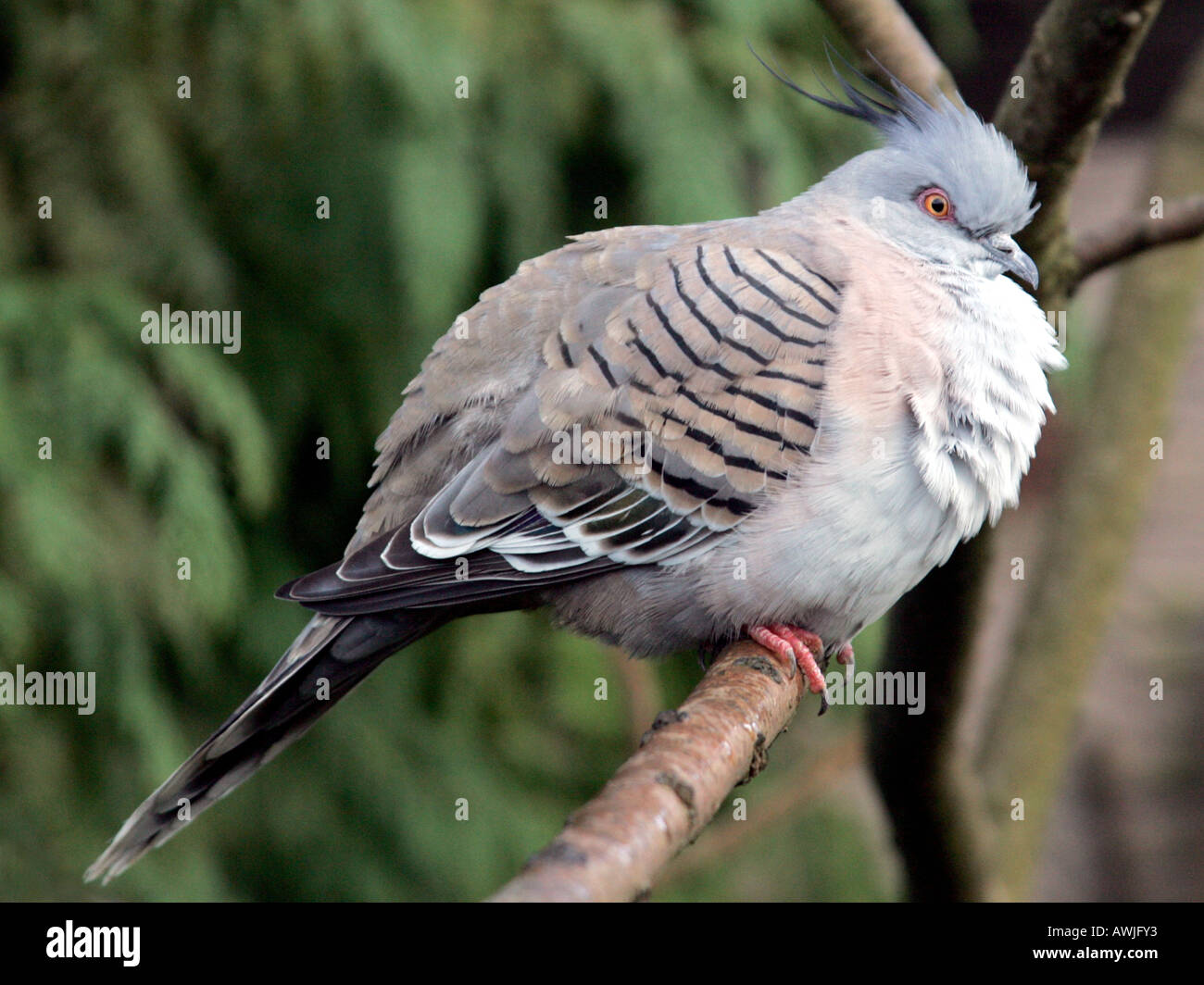 Pigeon fluffed up hi-res stock photography and images - Alamy