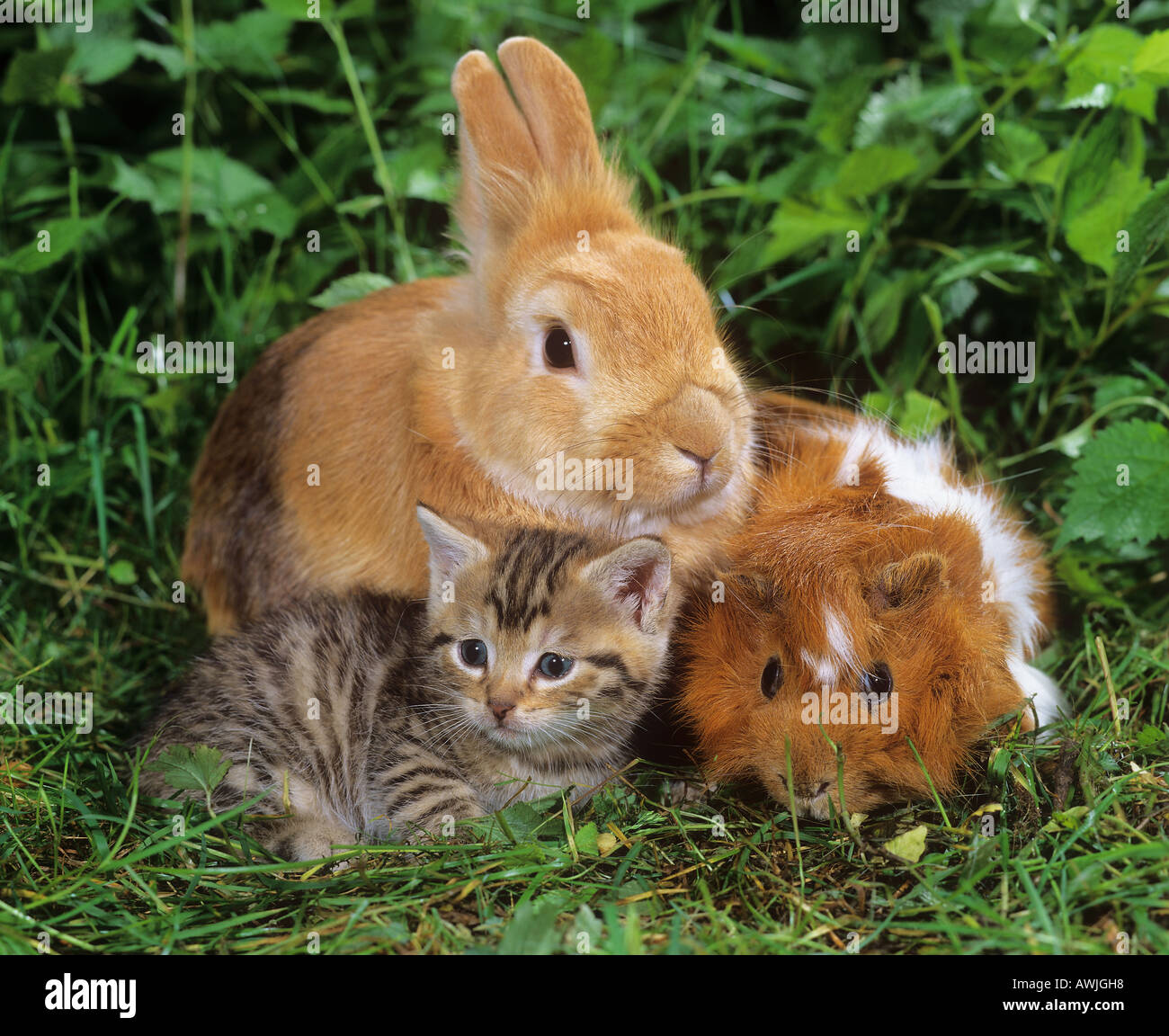 animal friendship : dwarf rabbit , domestic cat kitten and guinea pig ...