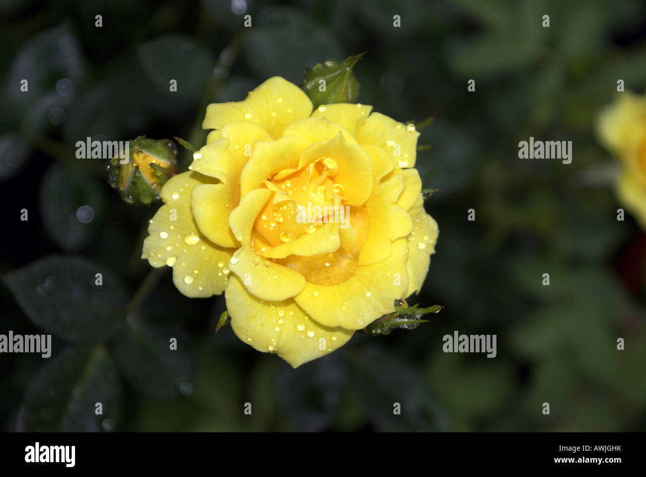 YELLOW ROSE AFTER RAIN Stock Photo - Alamy